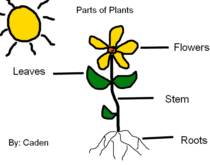 Working in year five: parts of the plants